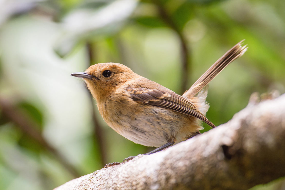 Kaua‘i ‘Elepaio (Chasiempis sclateri) – Studio Elepaio: Hawaii art ...