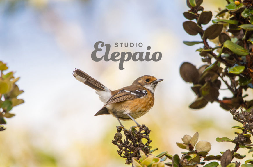 Studio Elepaio: Hawaii art, graphic design, illustration & photography ...